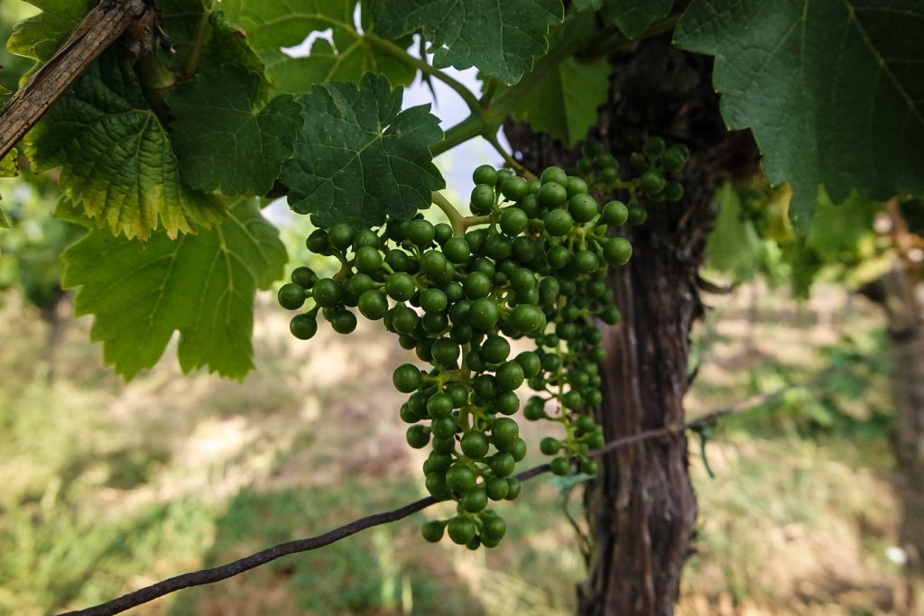 Evolution of the Grape – Lingenfelder Estate